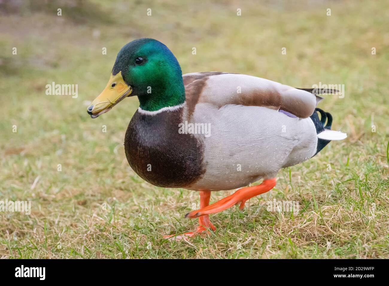 Beautiful duck with a green head close up Stock Photo - Alamy