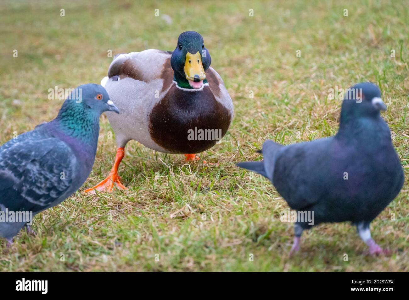 duck with a green head among two pigeons on the grass Stock Photo - Alamy