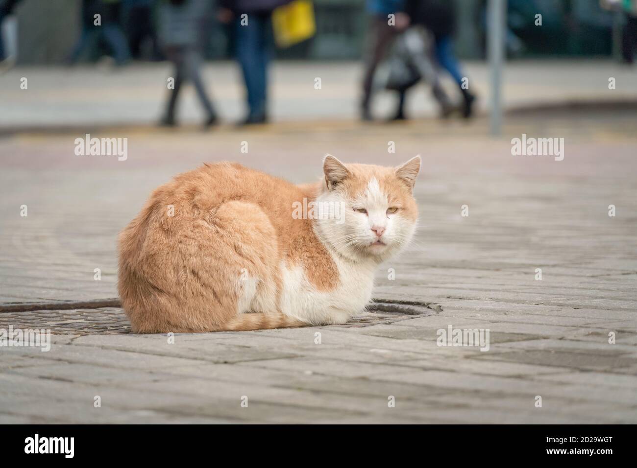 homeless red-and-white cat sits on a manhole in the middle of the ...