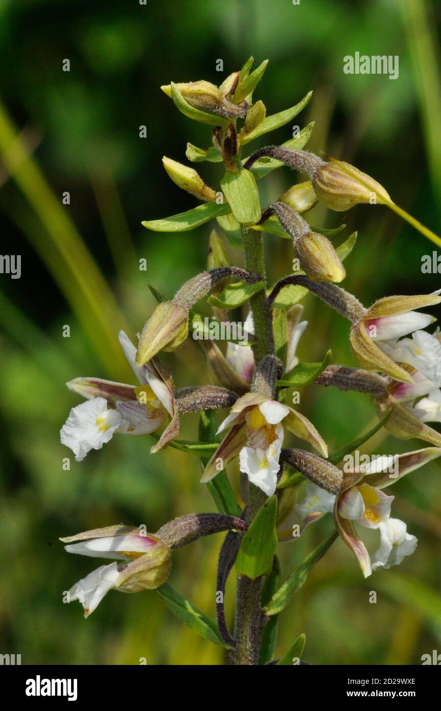 Marsh Helleborine " Epipactis palustris" Flowers July August, in wet marshy areas ,Dry Sandford ...