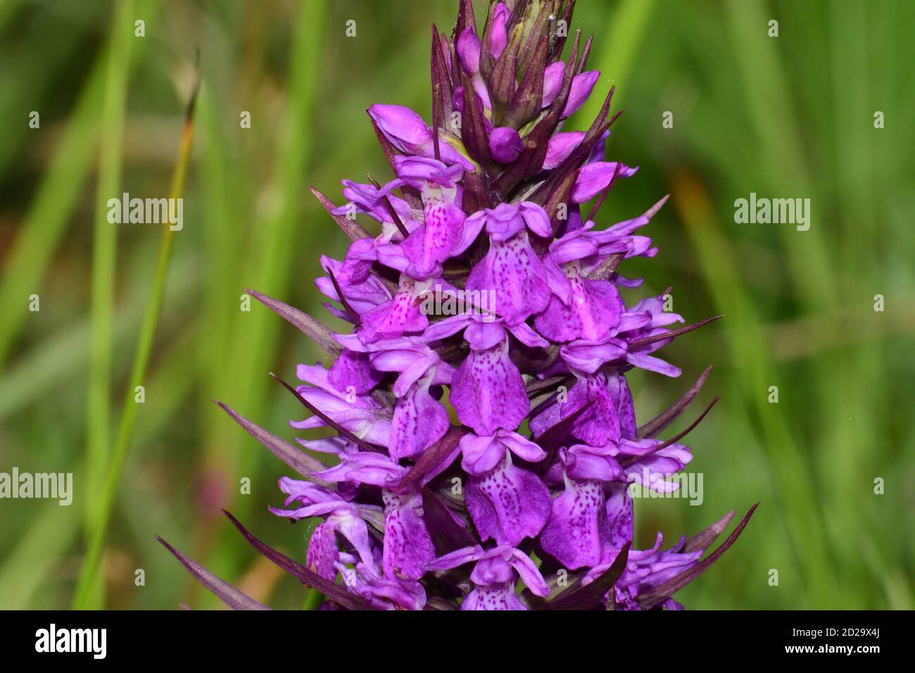 Southern Marsh Orchid "Dactylorhiza praetermissa",flowers June,sand ...