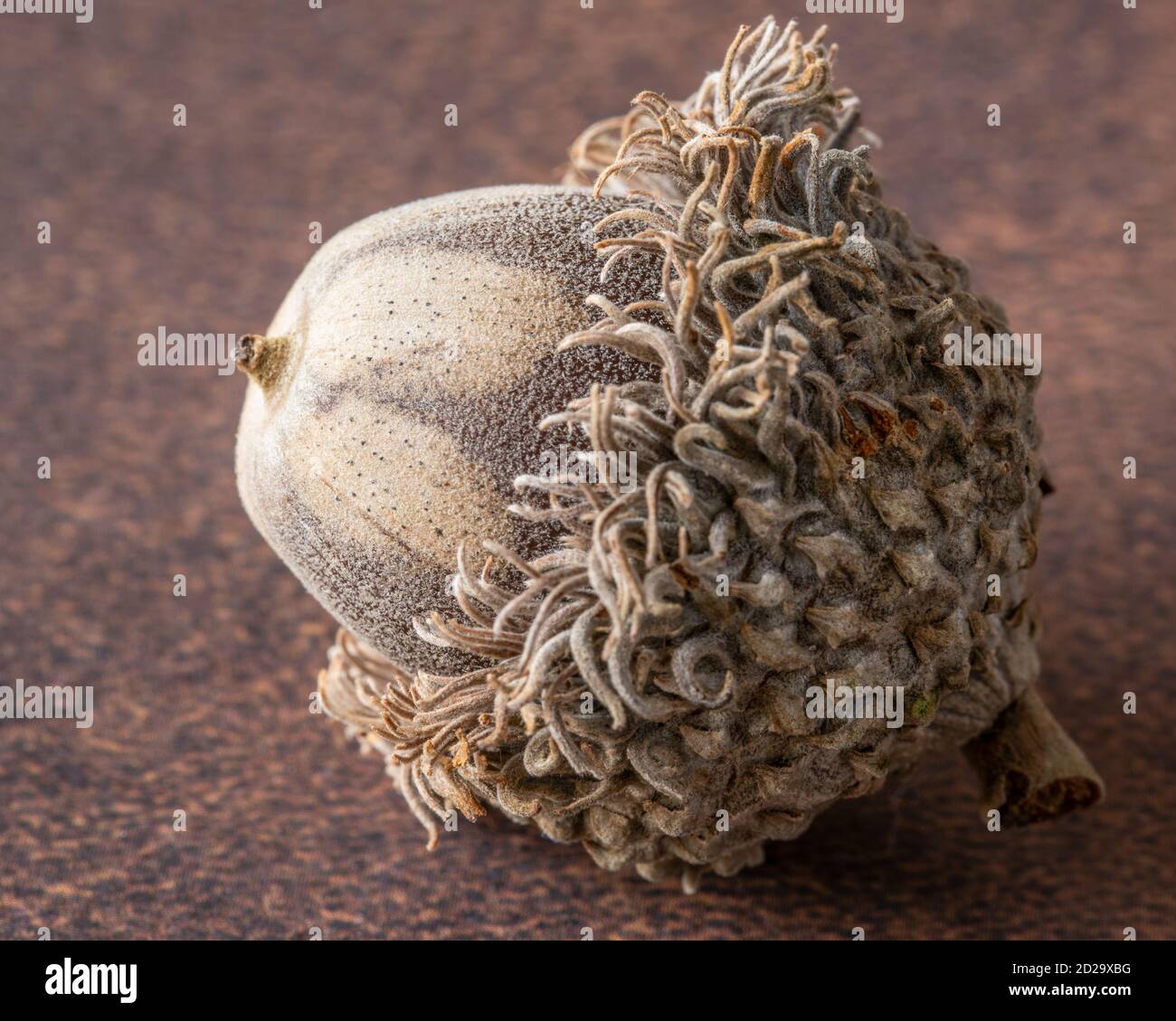 An Oak Acorn Stock Photo - Alamy