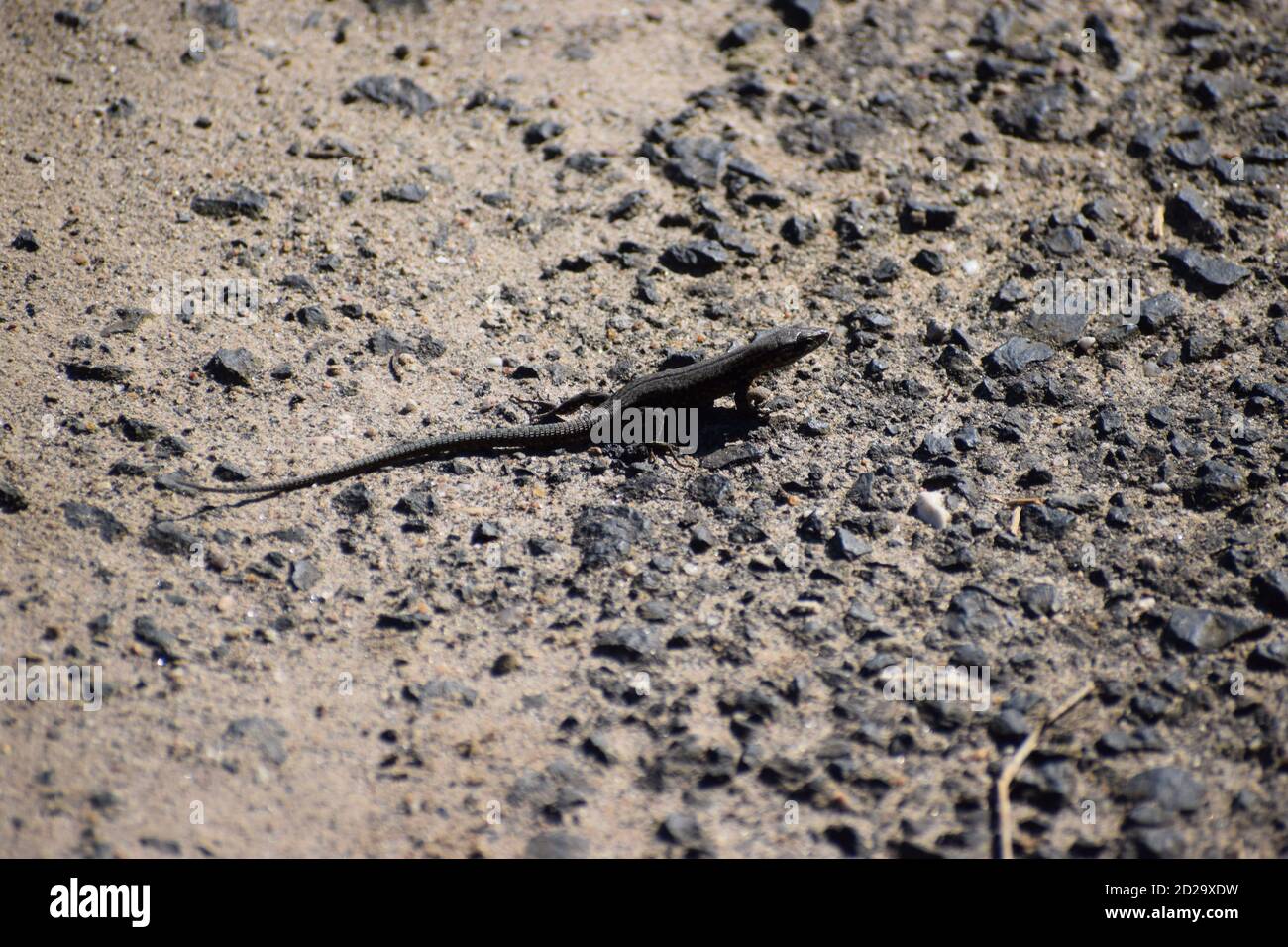 beautiful small lizard Stock Photo - Alamy