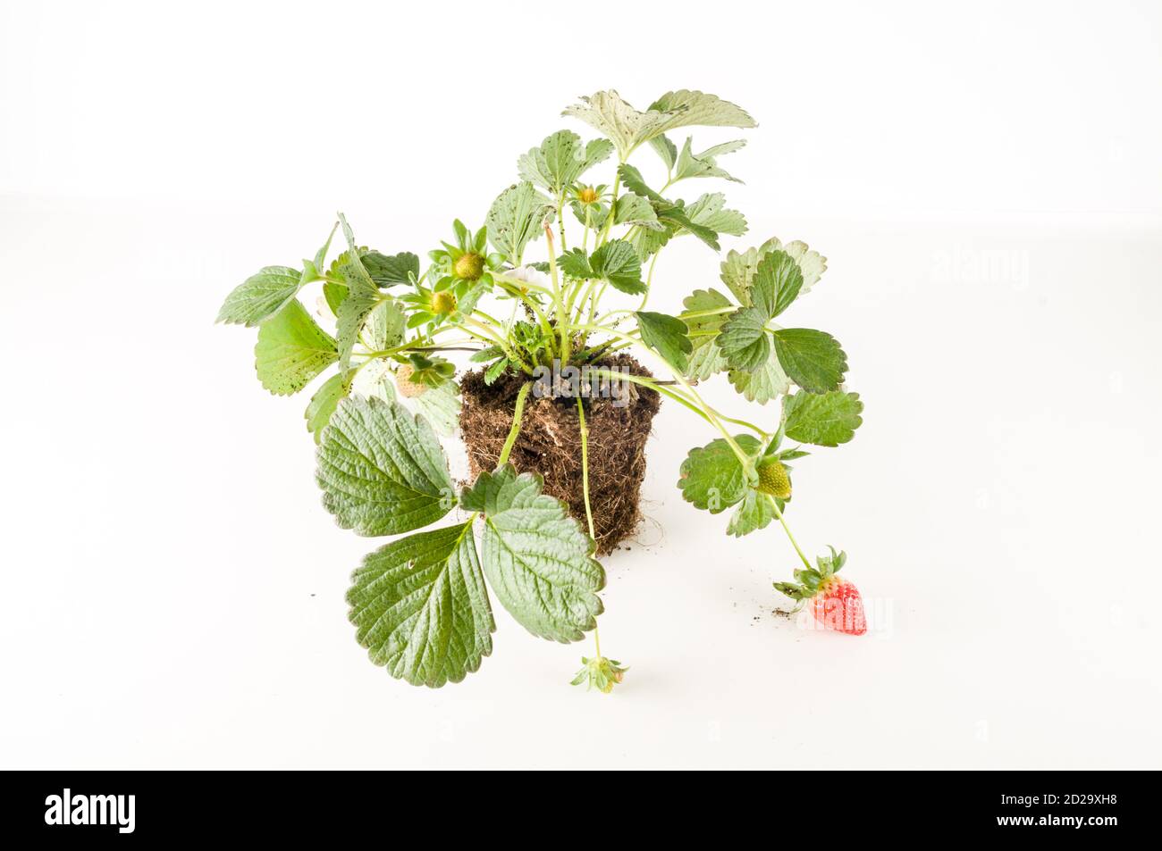 Strawberry plant with roots and soil Stock Photo - Alamy