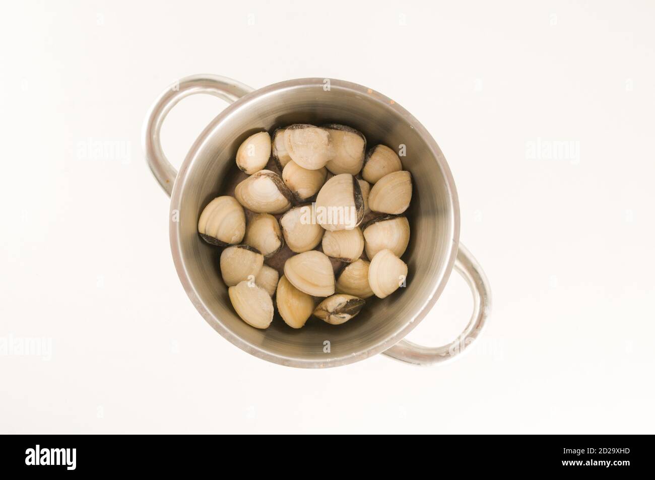 Collection of various clam shells Stock Photo - Alamy