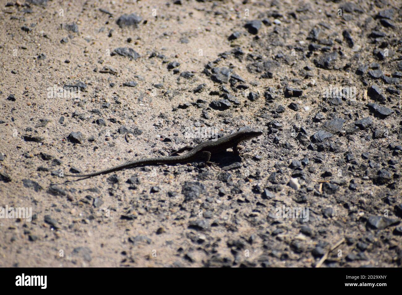 True lizard hi-res stock photography and images - Alamy
