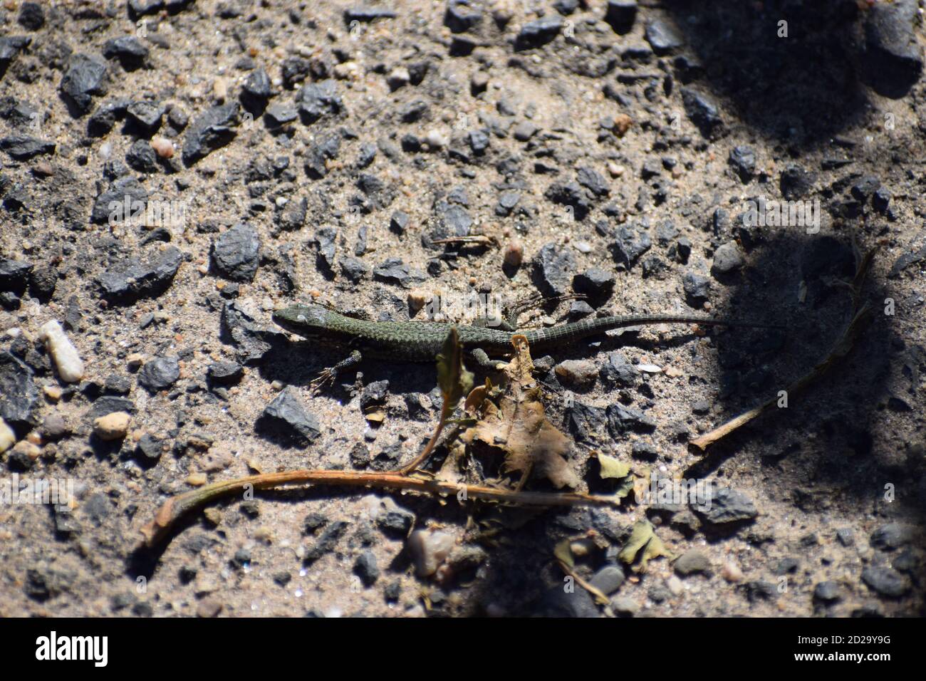 True lizards hi-res stock photography and images - Alamy