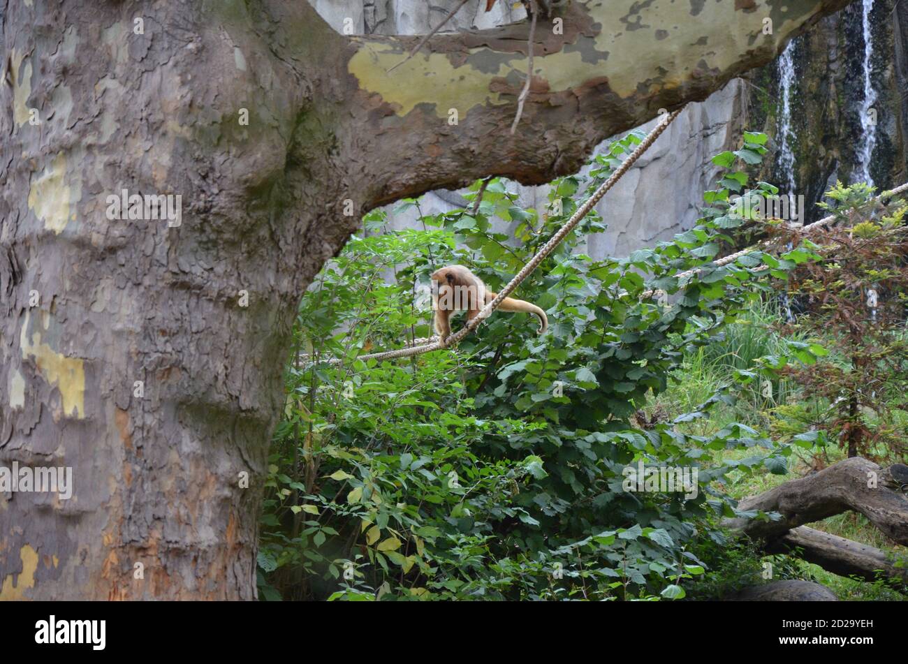 BLACK HOWLER MONKEY in Frankfurt zoo Stock Photo - Alamy