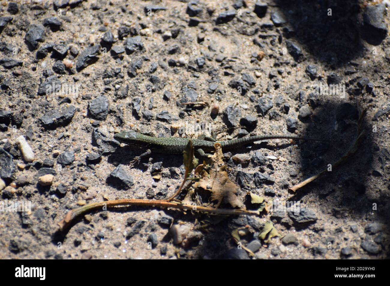 beautiful small lizard Stock Photo - Alamy