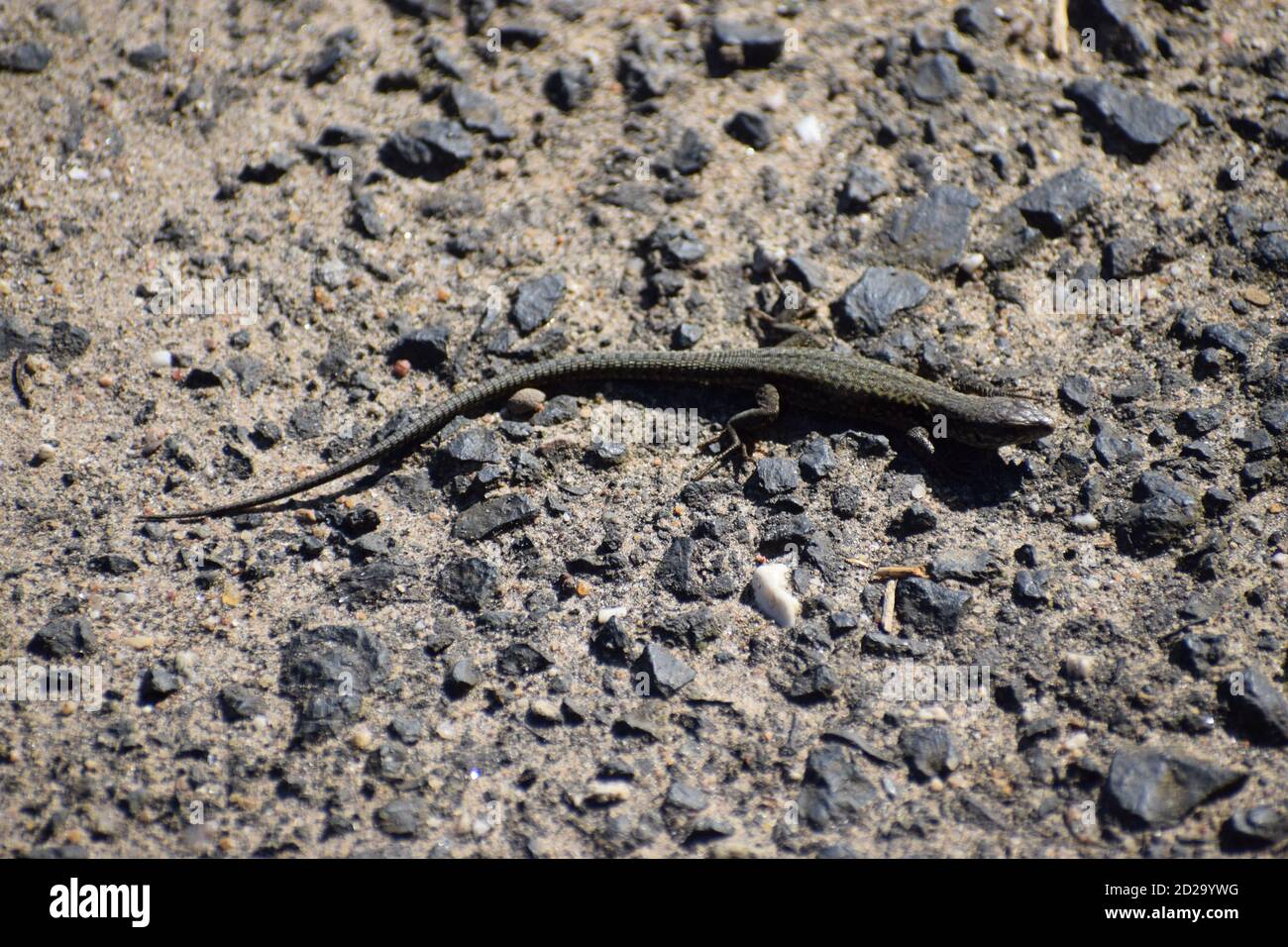 beautiful small lizard Stock Photo - Alamy