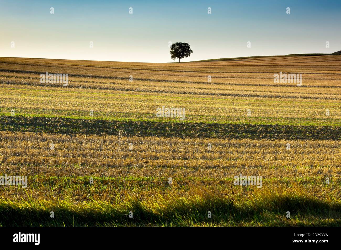 A farming landscape of gently rolling hills that are typical of The ...