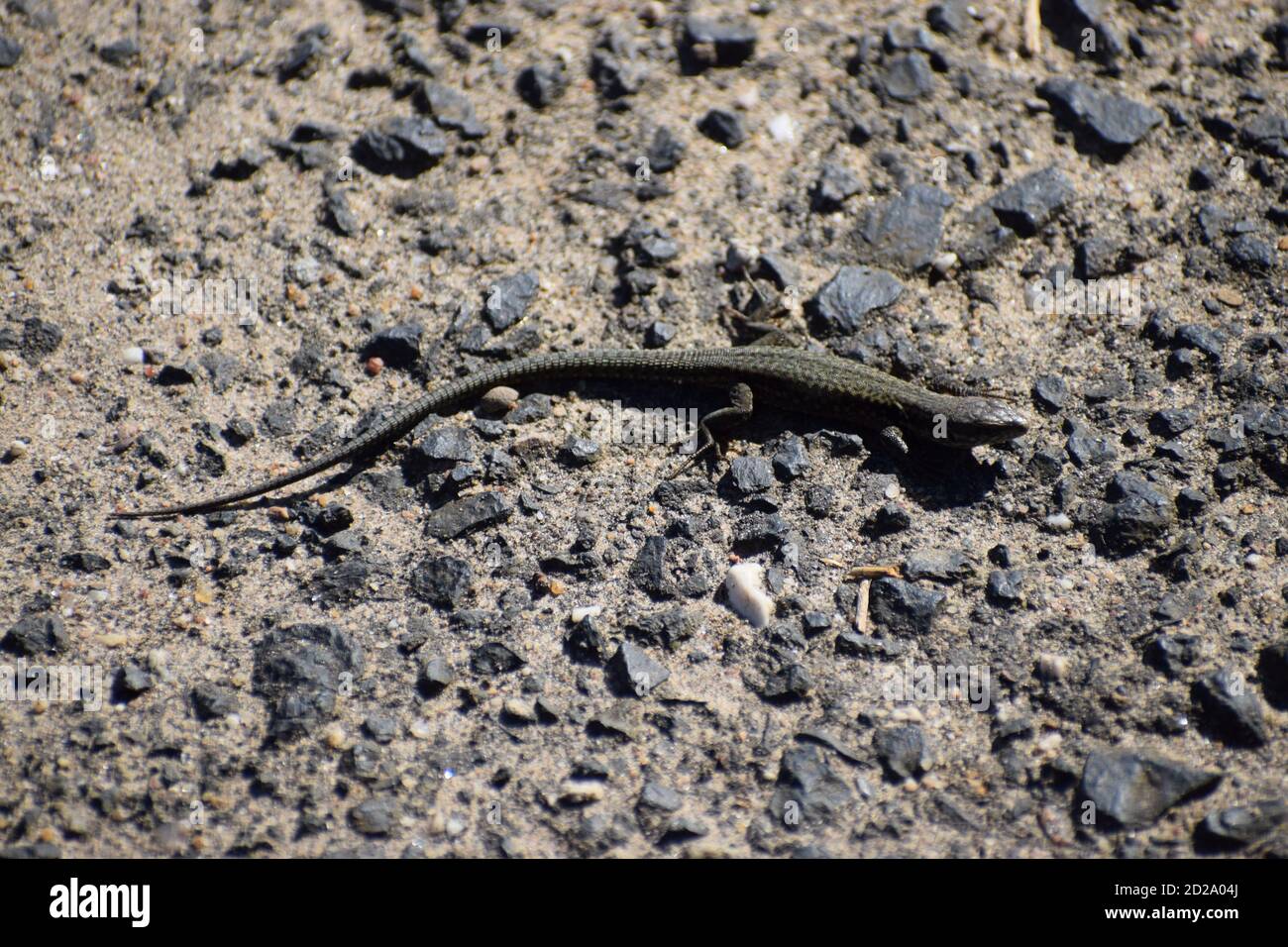 beautiful small lizard Stock Photo - Alamy