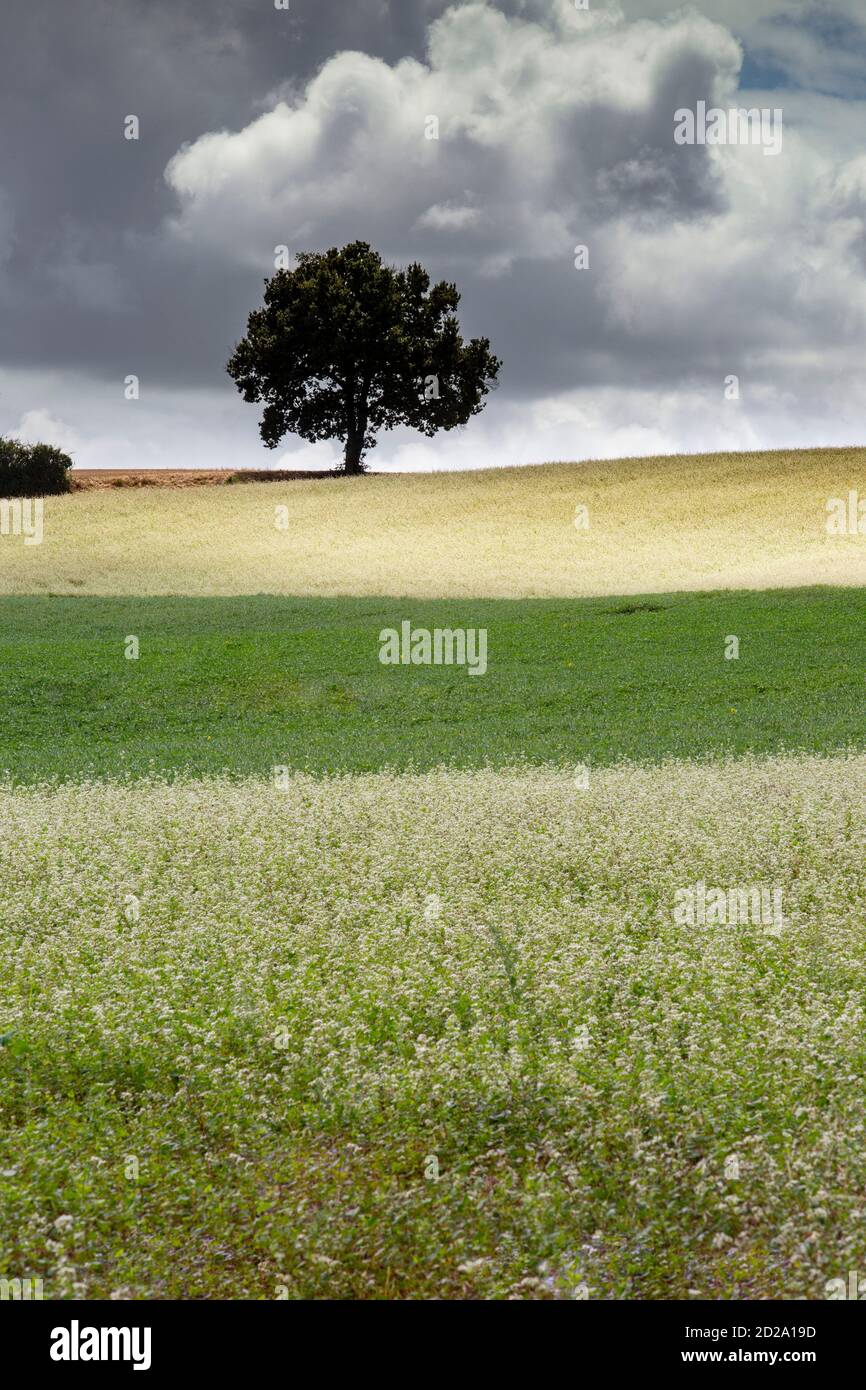 A farm landscape of gently rolling hills that are typical of The Gers ...
