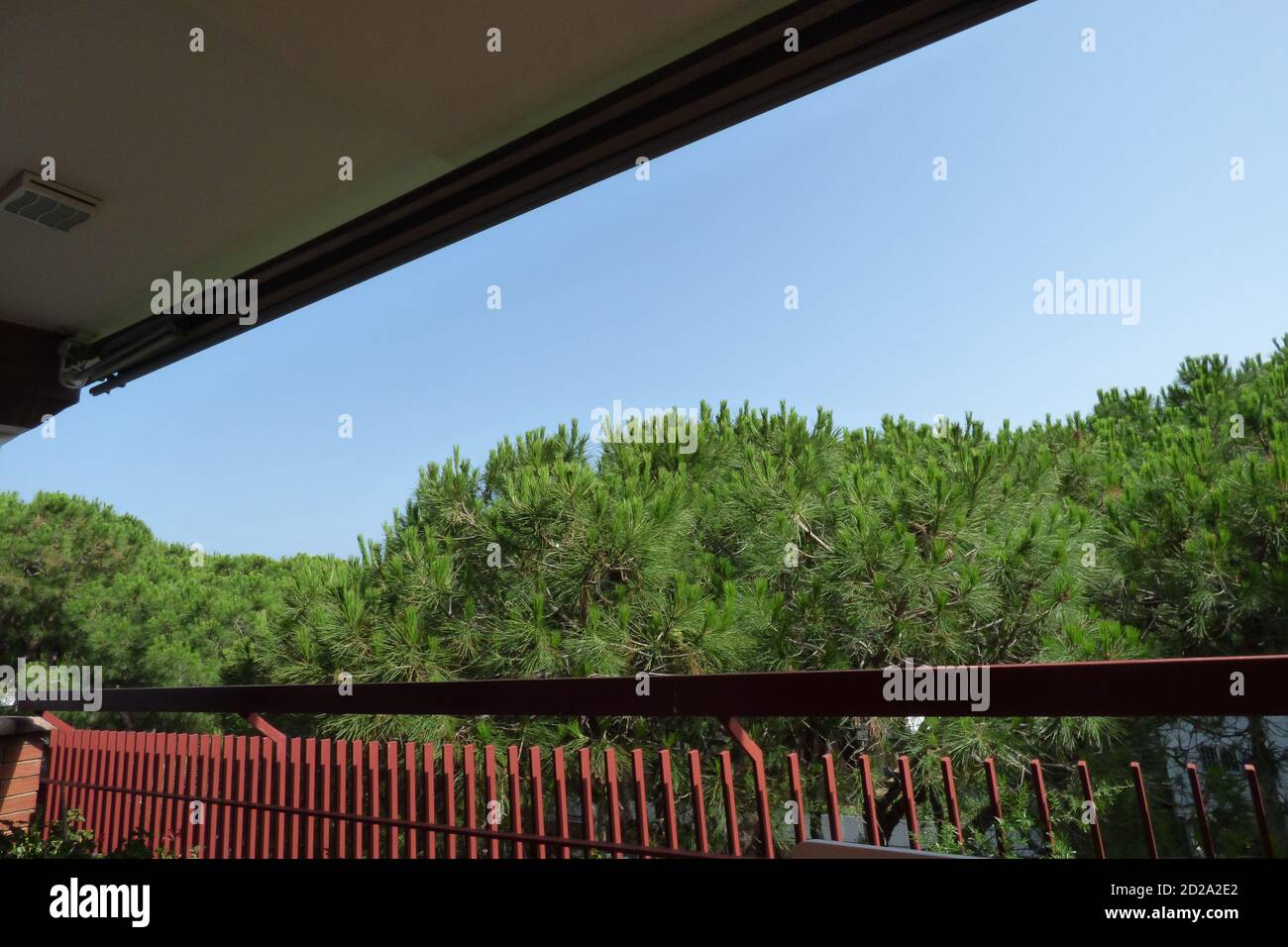 View of pine trees from a balcony in a garden under the sunlight Stock ...