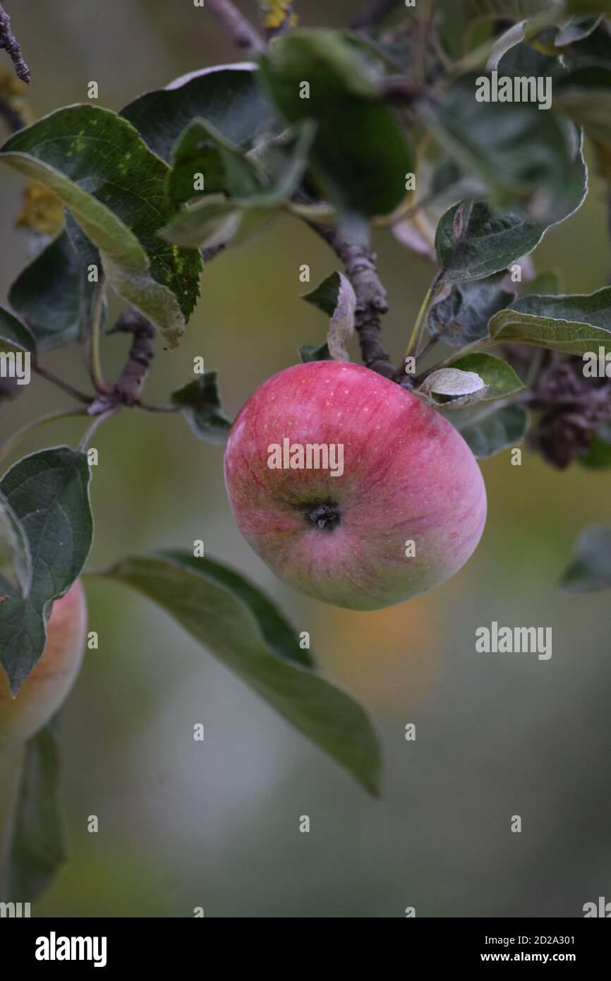 beautiful Cider apple on a Tree Stock Photo - Alamy
