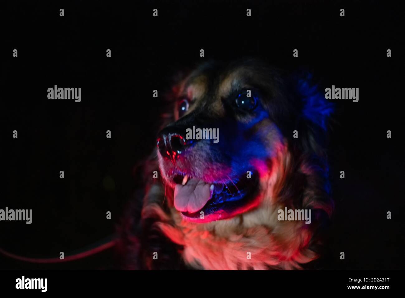 Police dog and handler home hi-res stock photography and images - Alamy