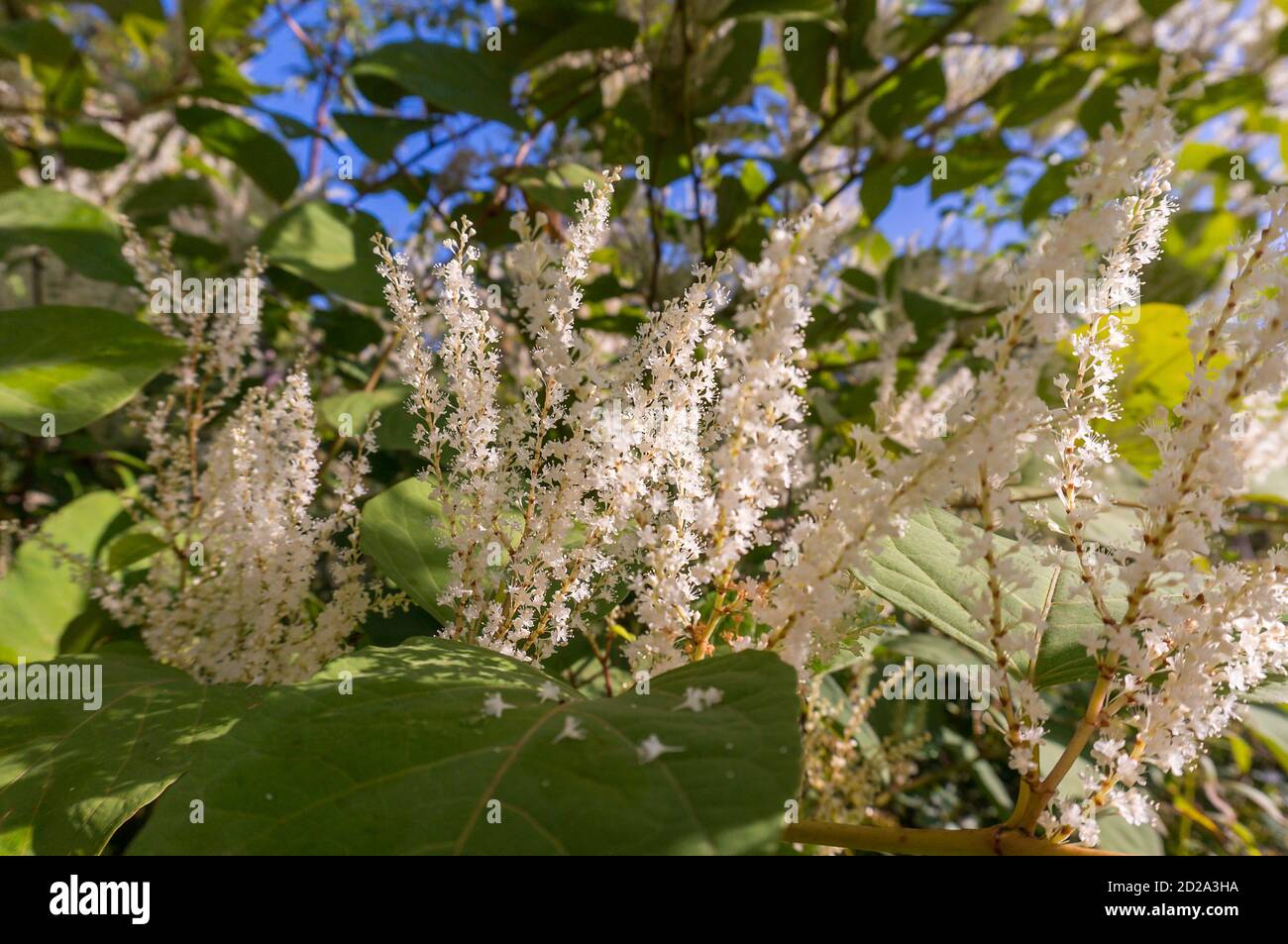 a flowering ornamental shrub with white flowers, Itea virginica shrub ...