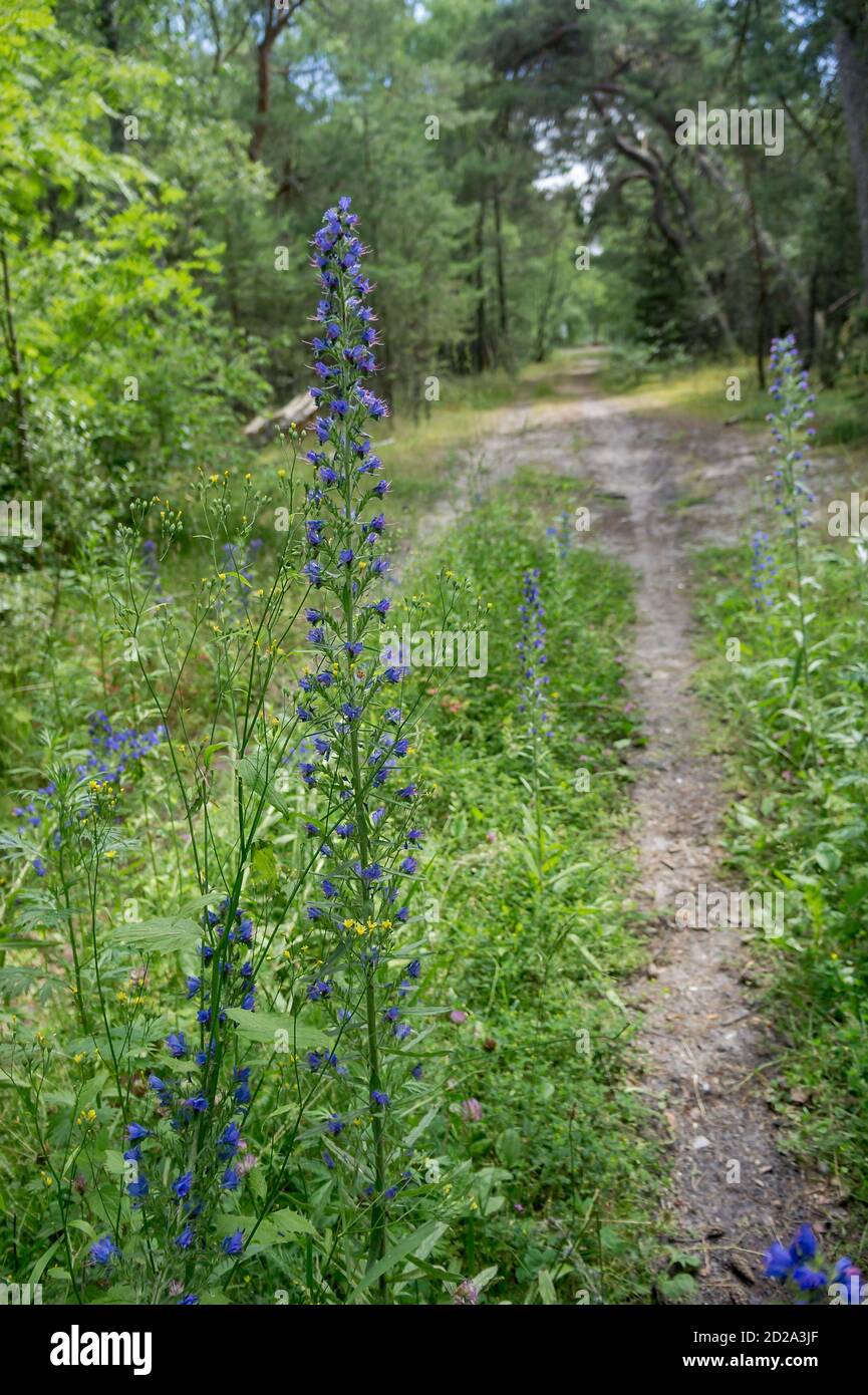 tall plant with blue flowers, common Bruise plant, honeyeater Echium ...
