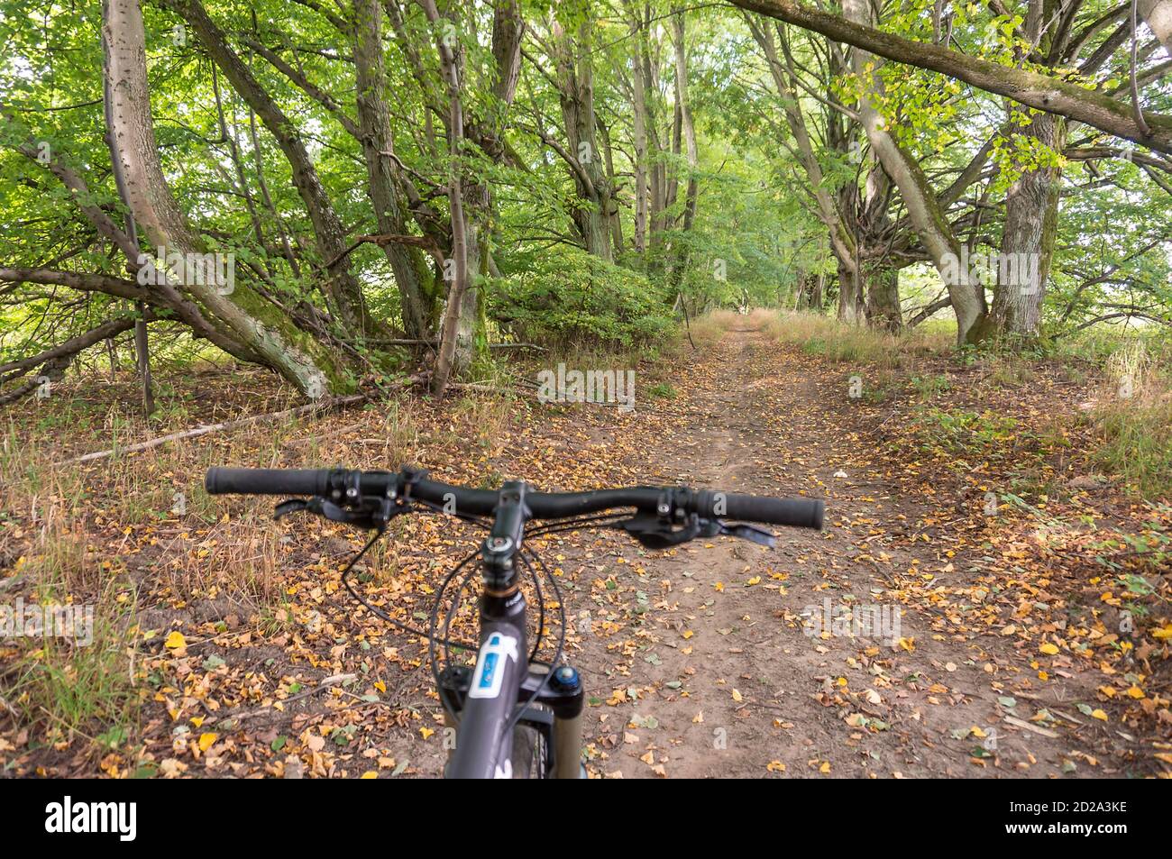 Cycling in the forest. Black bike on a forest background Stock Photo ...