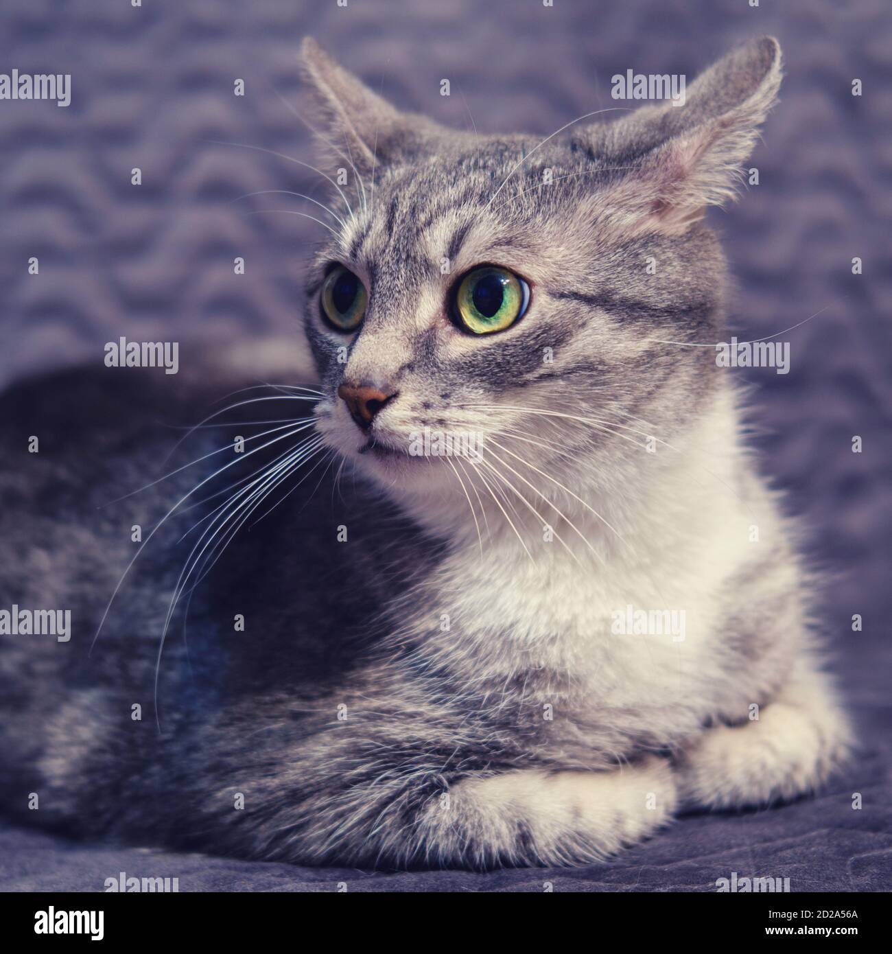 The cat pricked up its ears and listens to loud sounds Stock Photo - Alamy