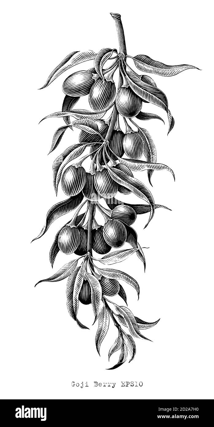 Goji berry hand drawing vintage engraving illustration black and white ...