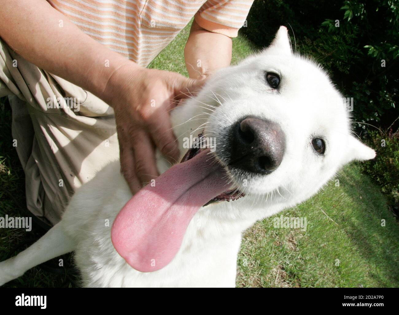 Korean Jindo Dog High Resolution Stock Photography and Images - Alamy
