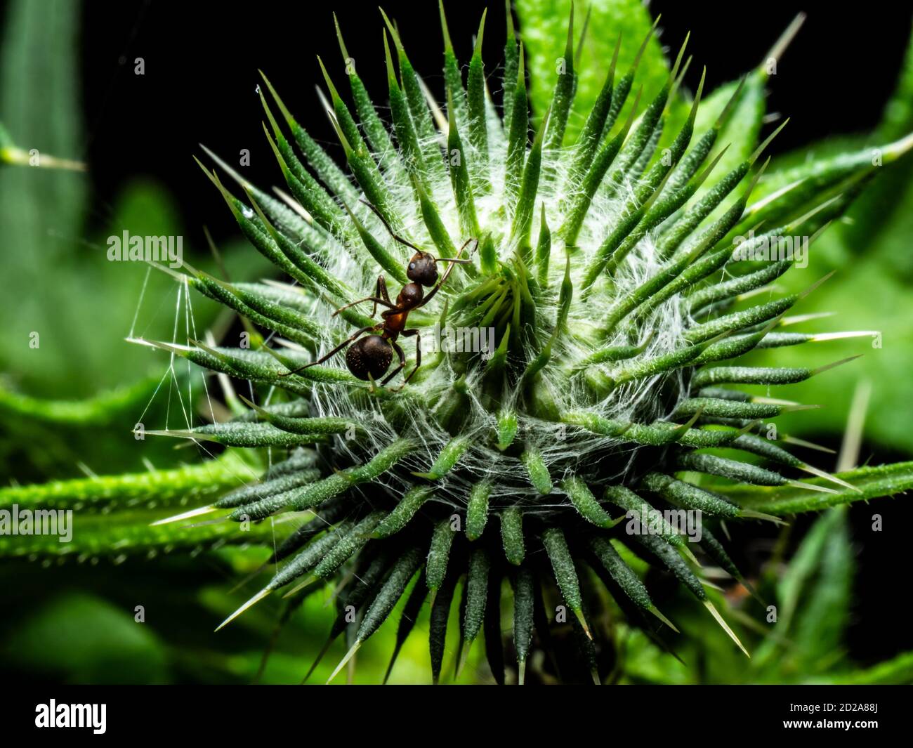 Ant say Hi close up Stock Photo - Alamy