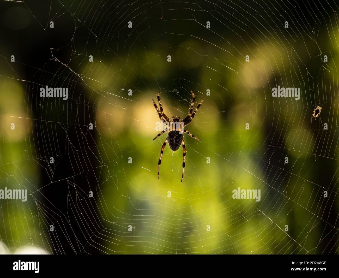 Spider on spiderweb hi-res stock photography and images - Alamy