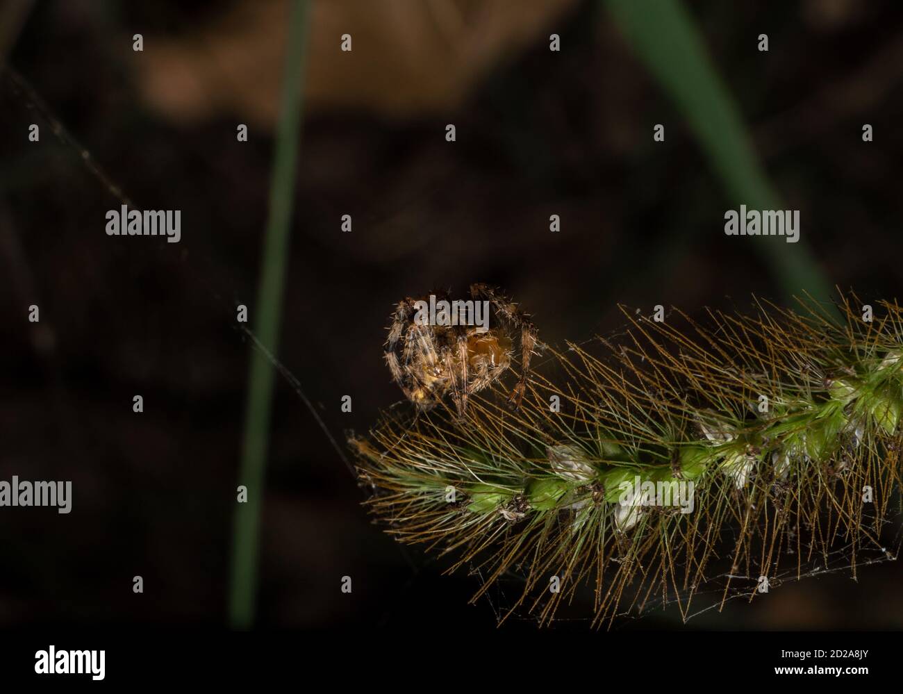 Spider on branch close up Stock Photo - Alamy