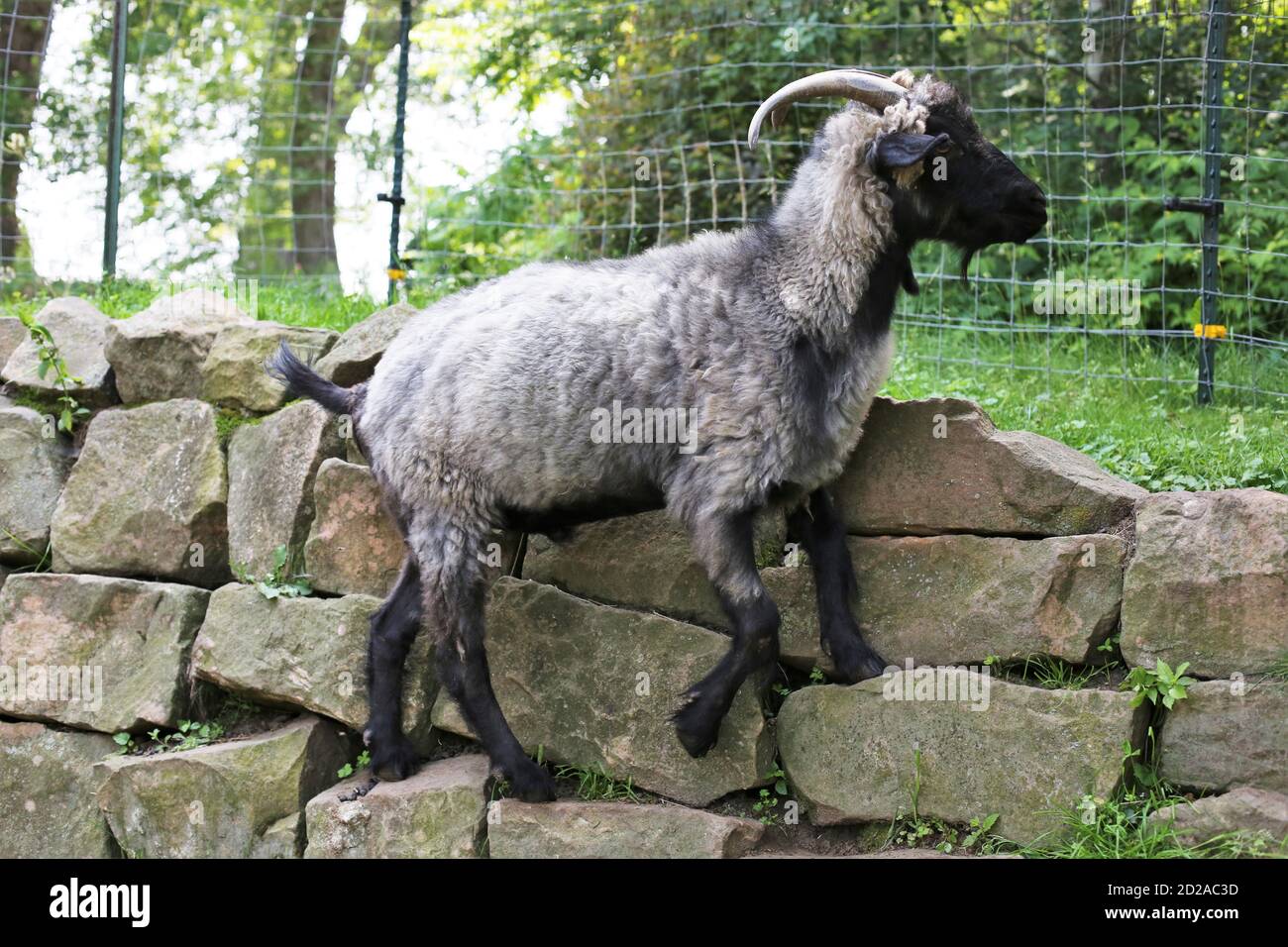 Goat Ledge High Resolution Stock Photography and Images - Alamy