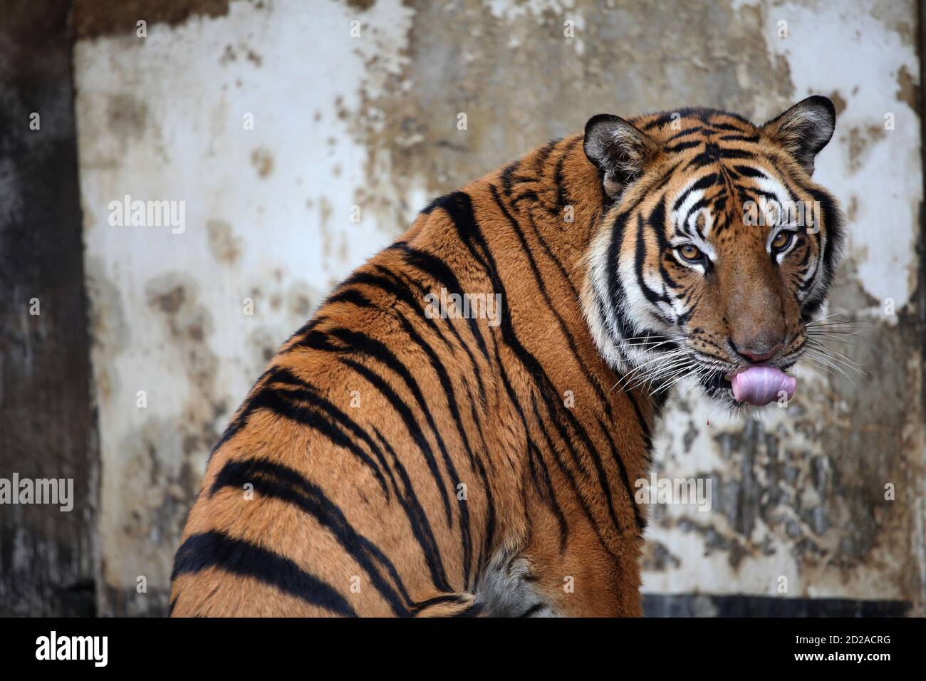 South chinese tigers hi-res stock photography and images - Alamy