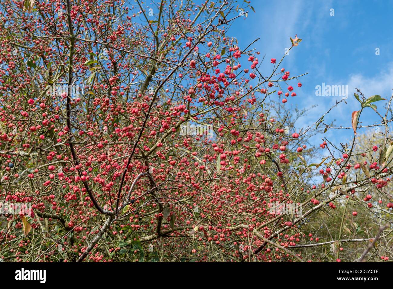 Pink spindle berries on European spindle tree (Euonymus europaeus ...