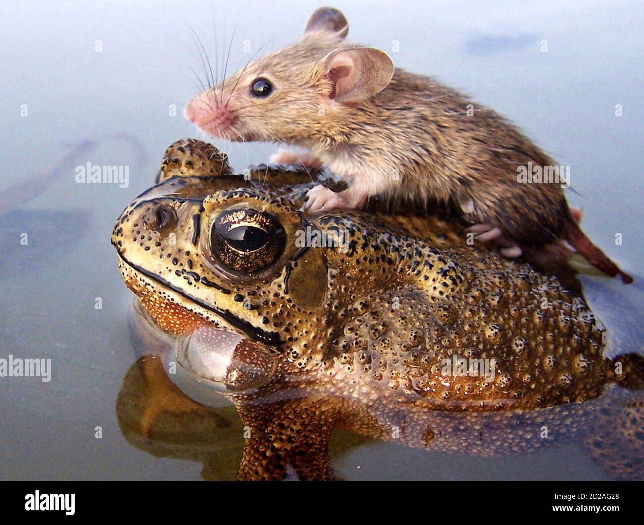 Frog Mouse High Resolution Stock Photography and Images - Alamy