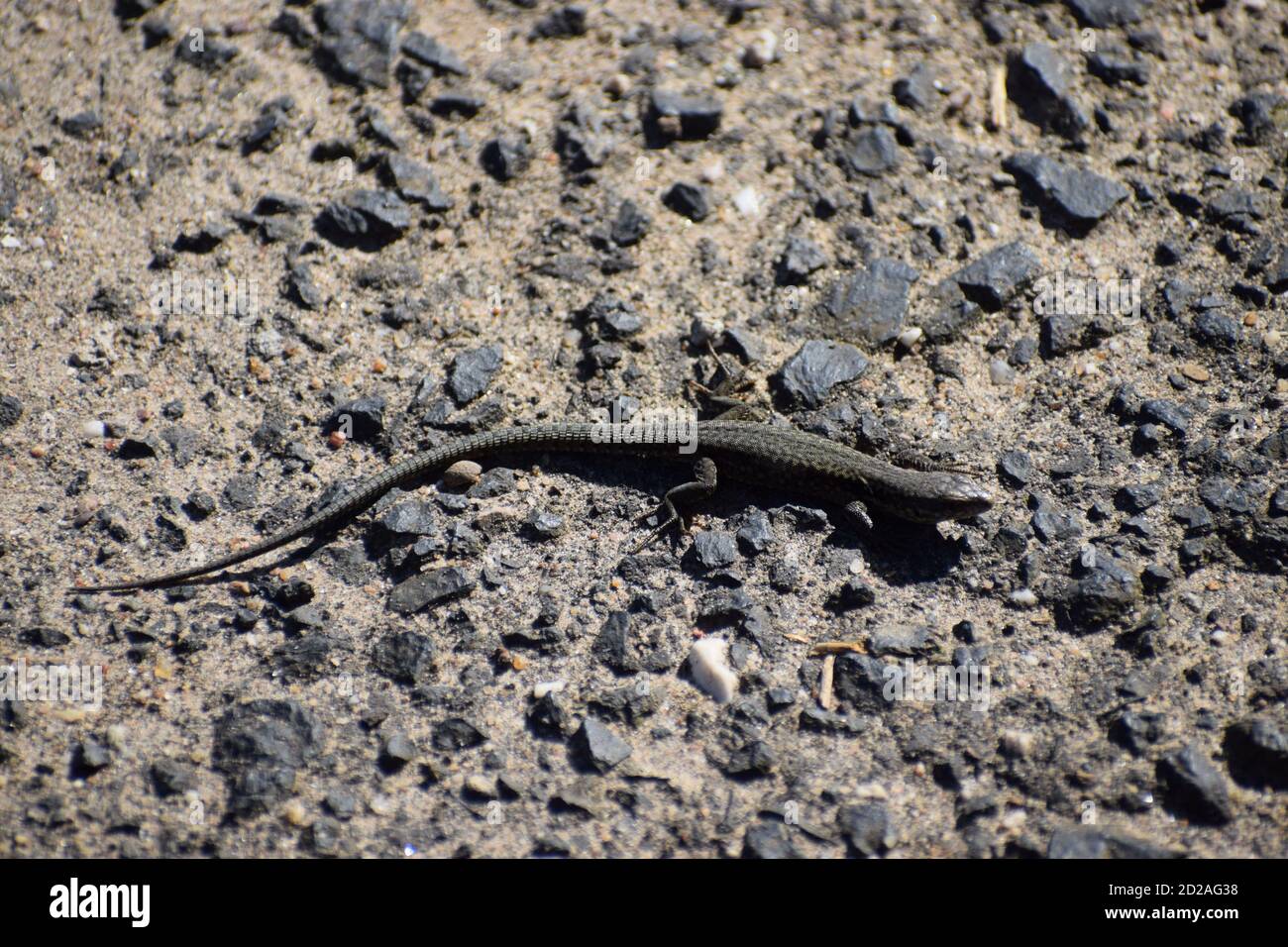 beautiful small lizard Stock Photo - Alamy