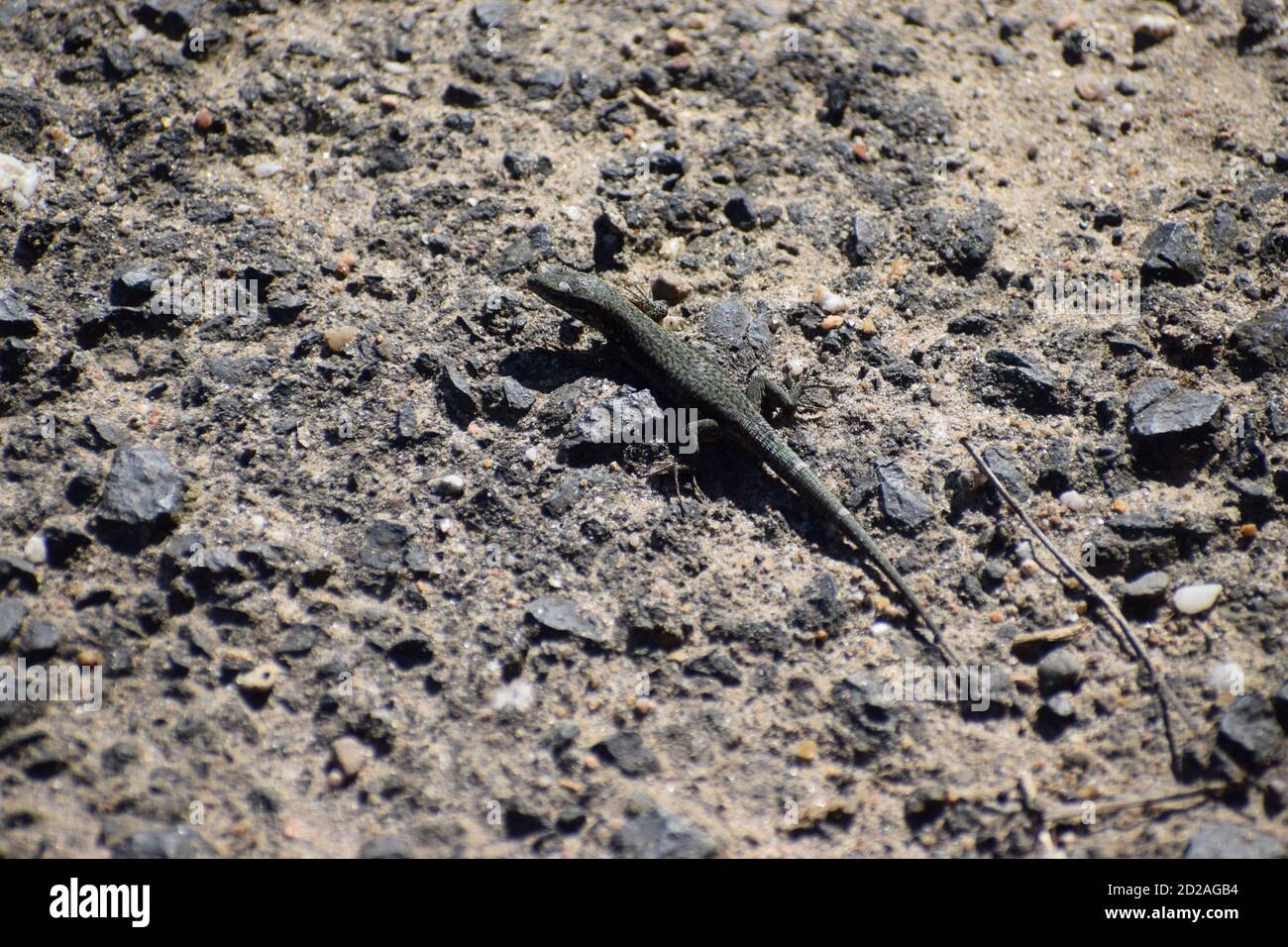 beautiful small lizard Stock Photo - Alamy
