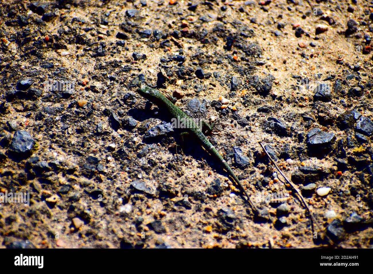beautiful small lizard Stock Photo - Alamy