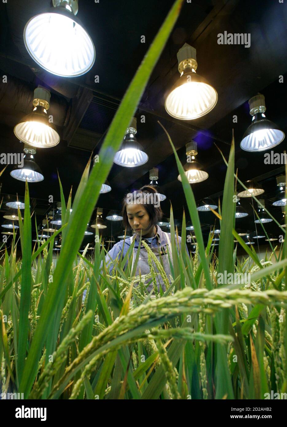 Hydroponics japan hi-res stock photography and images - Alamy