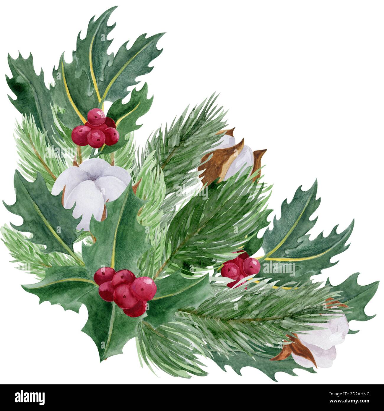 Holly, cotton and fir tree branch isolated on white background Stock ...
