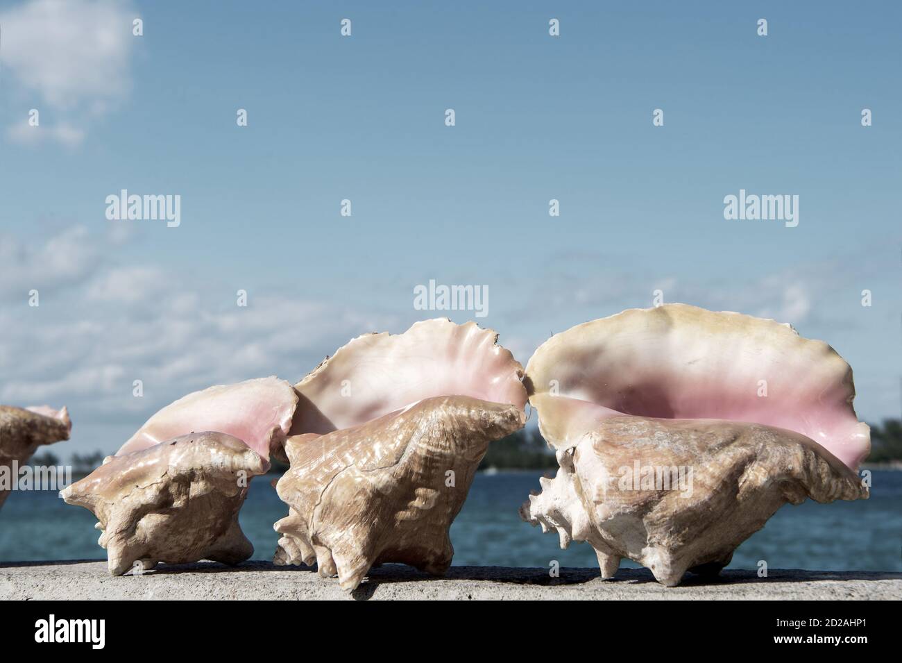 Three beautiful sea shells different size in line on blue sky ...