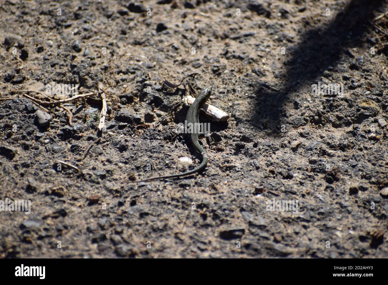 beautiful small lizard Stock Photo - Alamy