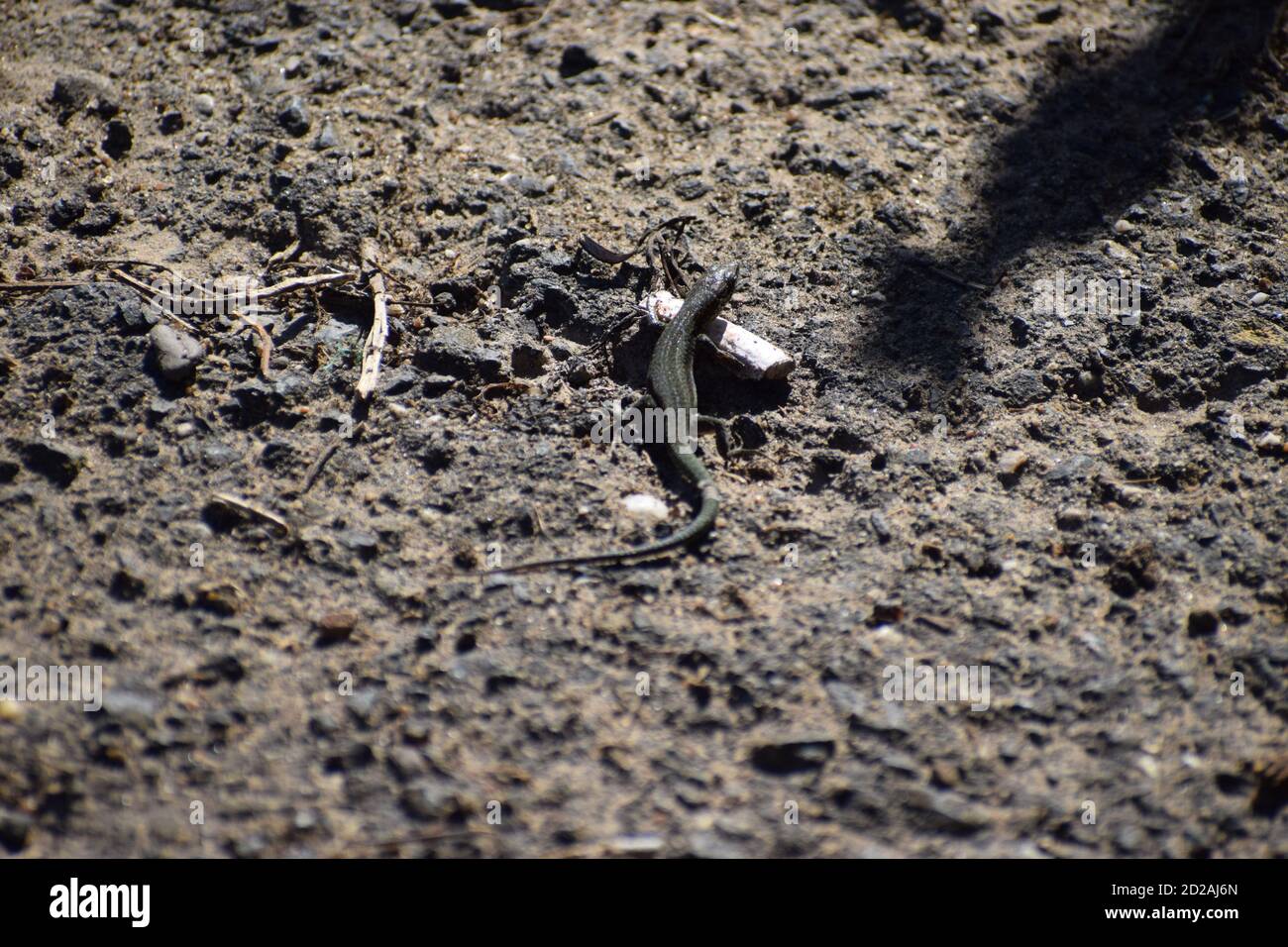 beautiful small lizard Stock Photo - Alamy
