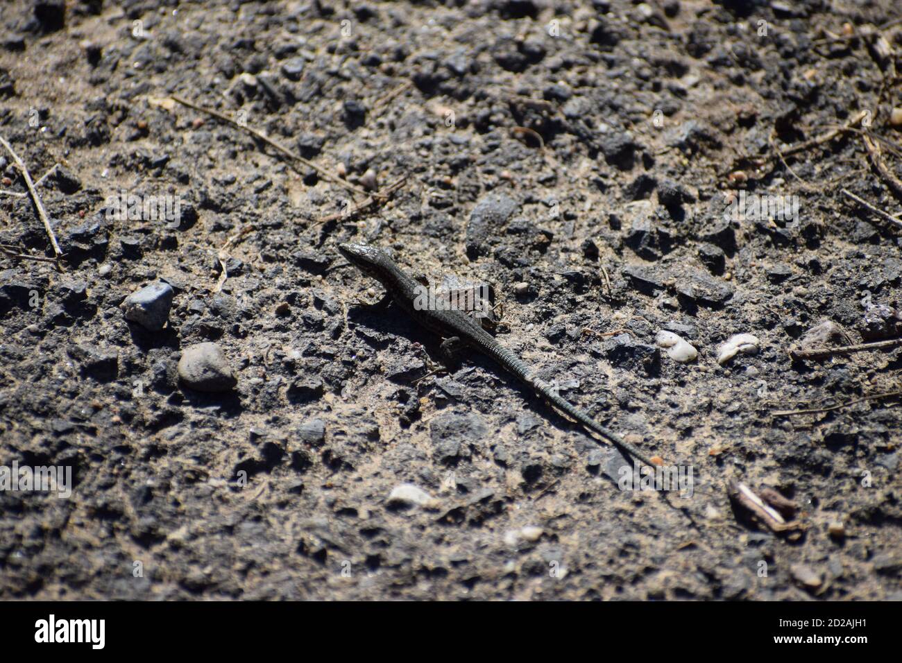 beautiful small lizard Stock Photo - Alamy