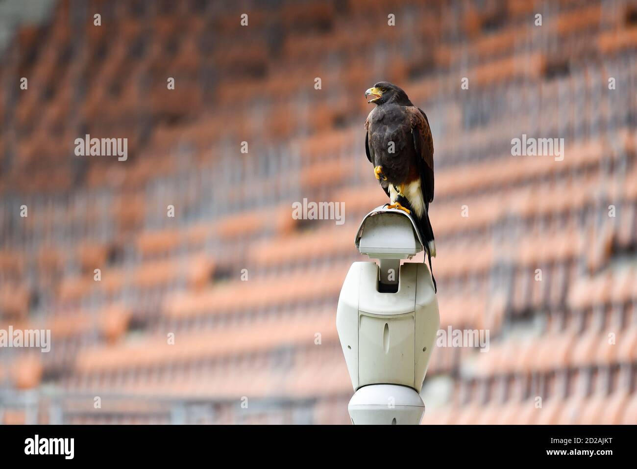 Football hawk hi-res stock photography and images - Alamy
