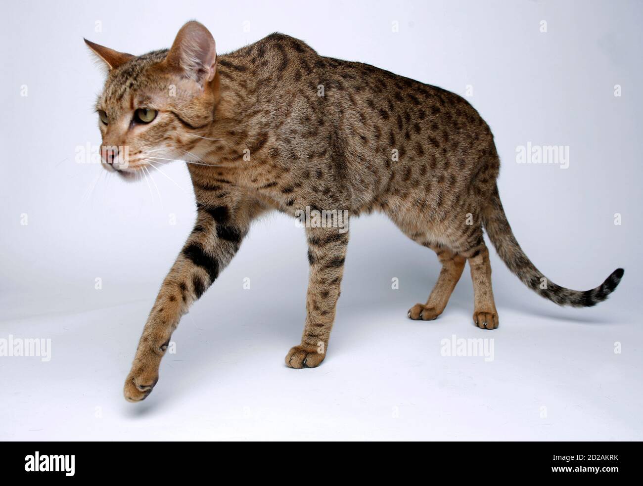 Asian leopard hi-res stock photography and images - Alamy