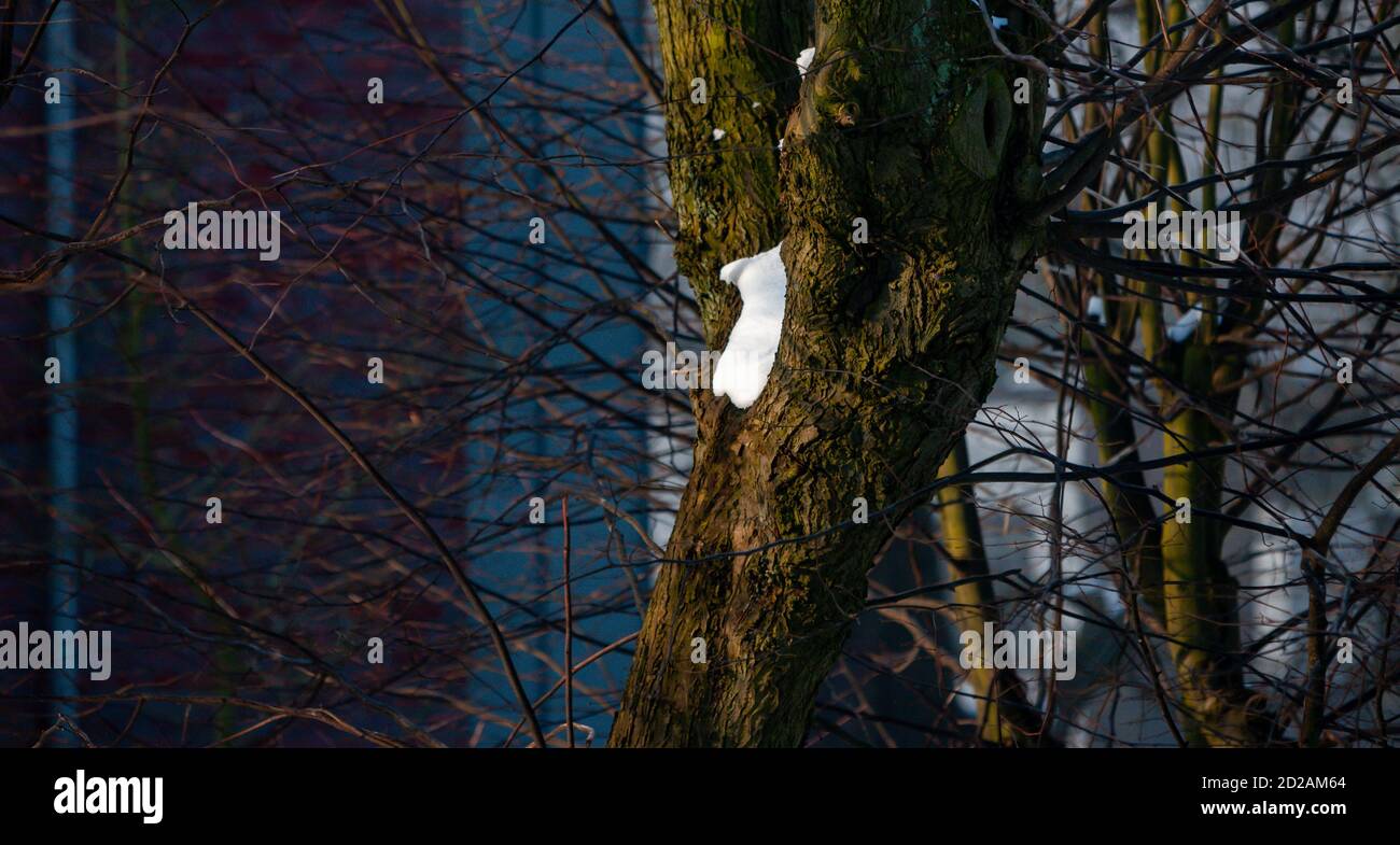 Tallant hi-res stock photography and images - Alamy