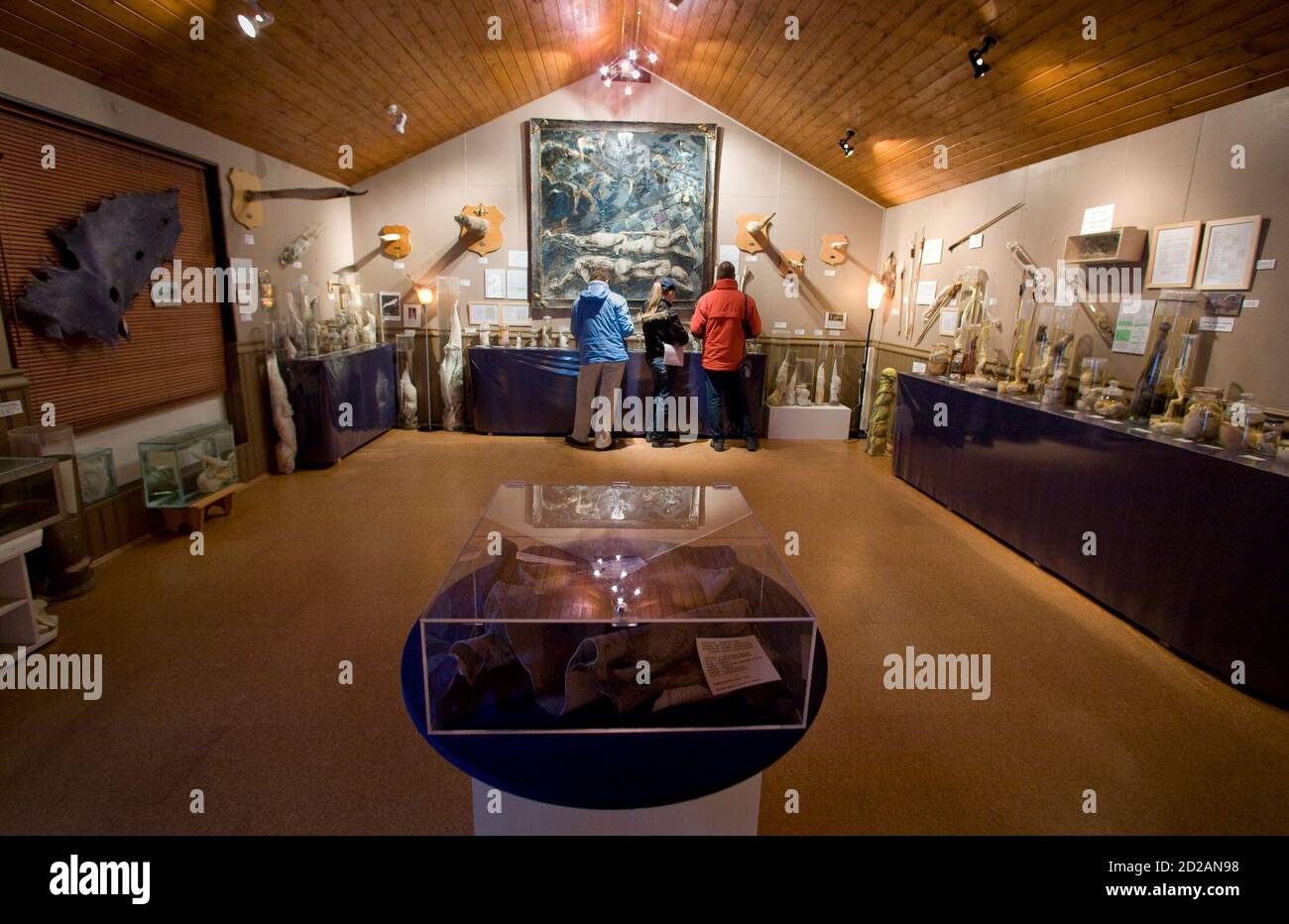 Phallological museum iceland hi-res stock photography and images - Alamy