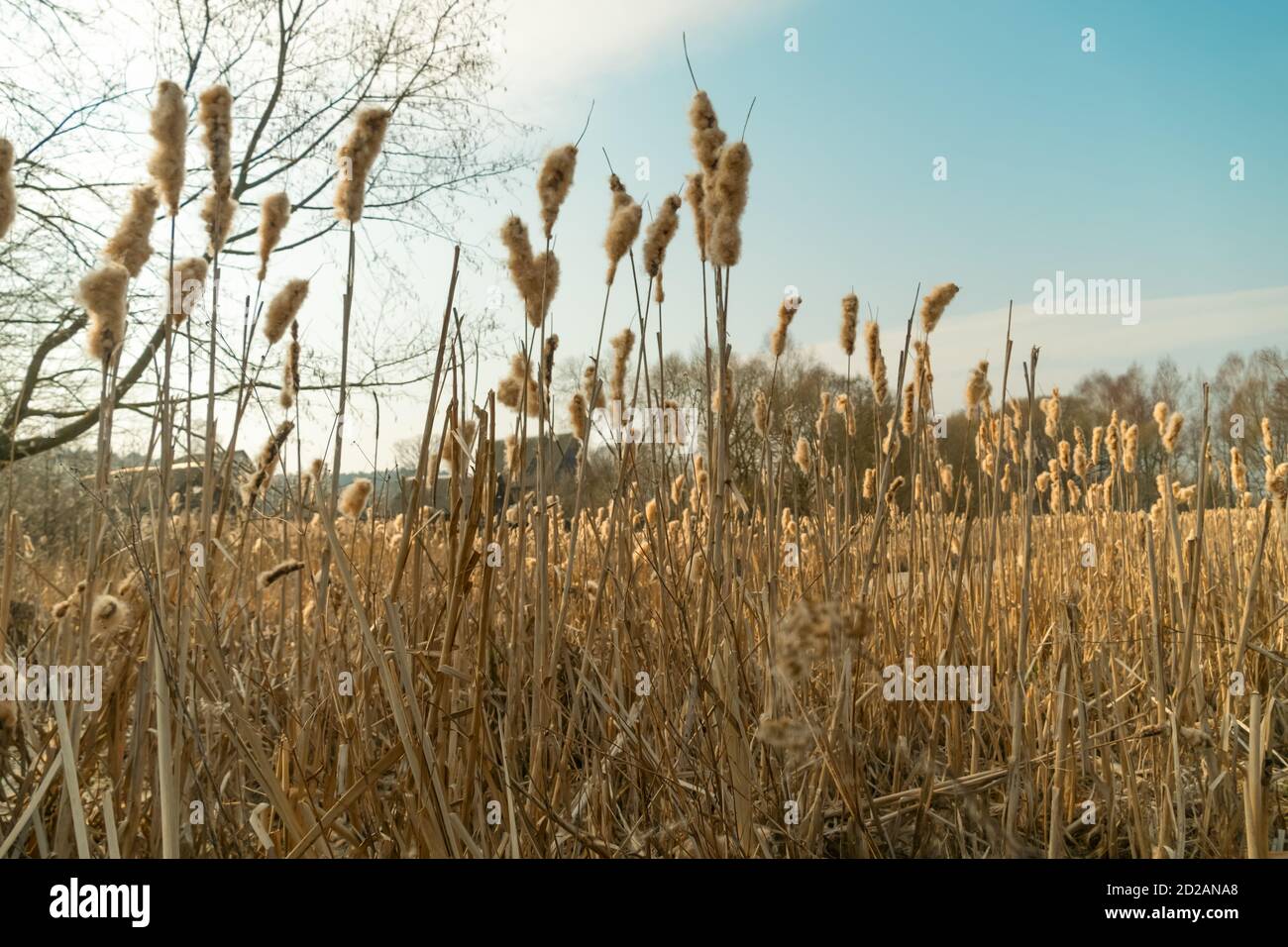 Early spring landscape with dry reeds, blue sky and white clouds Stock ...