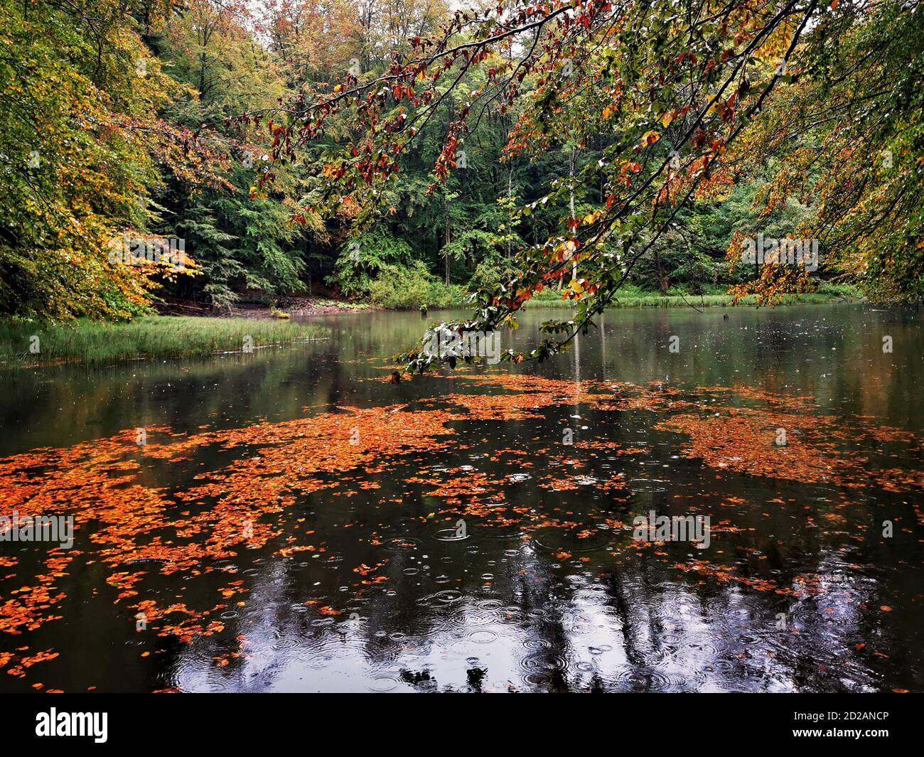 Autumn leaves by the lake in the middle of the forest. Autumn colors in ...