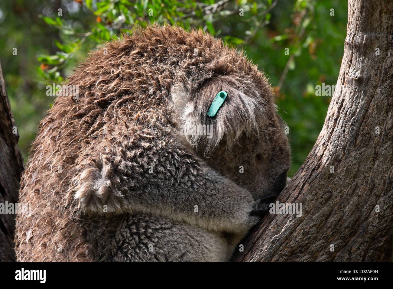 Close view of a Koala (Phascolarctos cinereus) with ear tag resting and ...