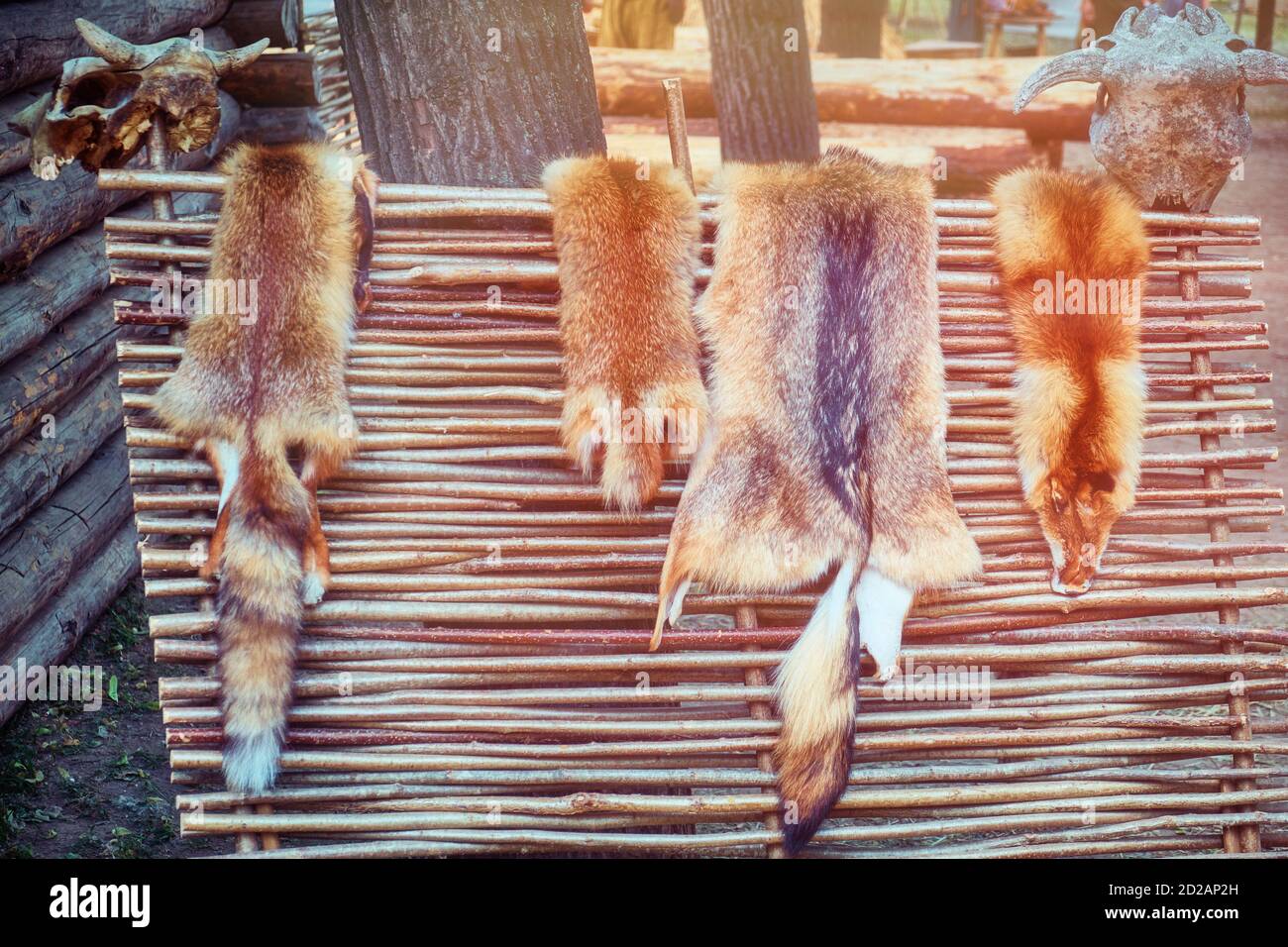 Rustic fence on which hunters dry tanned skins. Animal skins on wattle ...